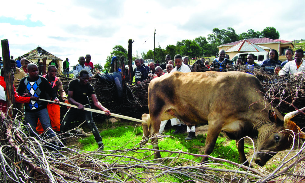 Gathering Around The Kraal - Forbes Africa