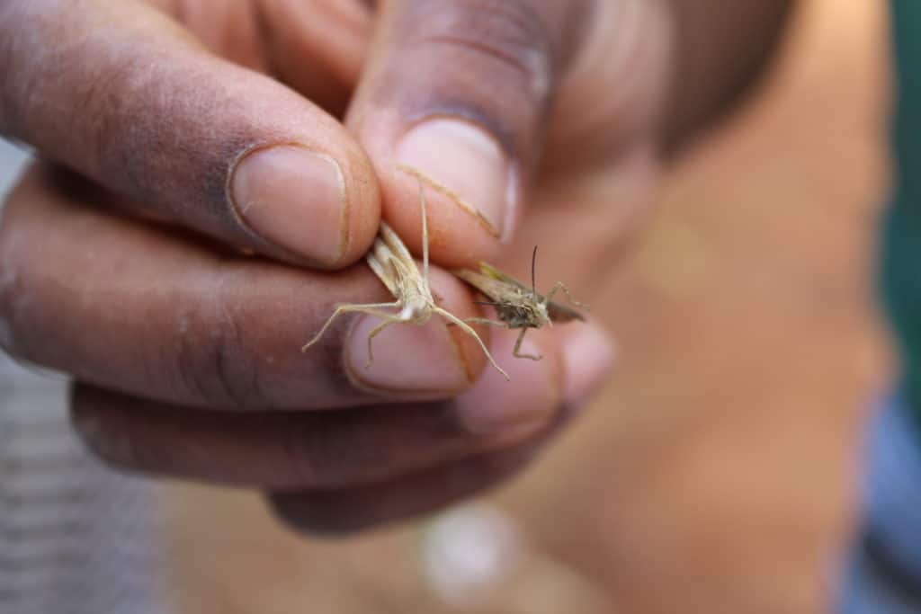 Bugs In Your Food? Yes Please, And Spicy! - Forbes Africa