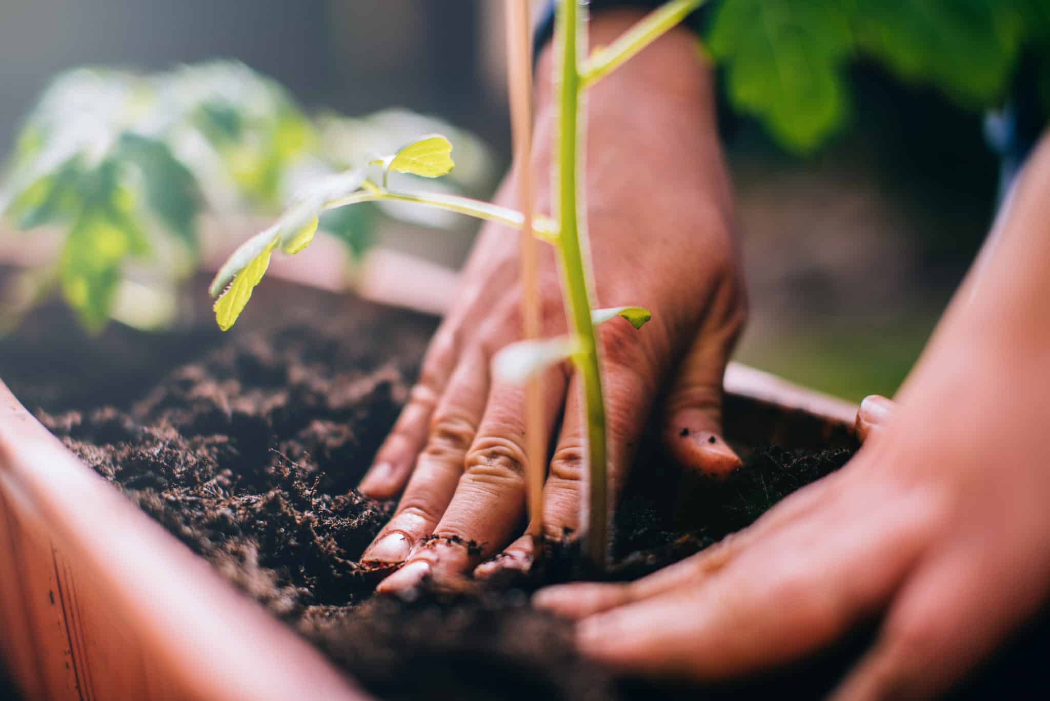 Meet The Entrepreneurs Who Designed Pollution-Killing Plants - Forbes ...