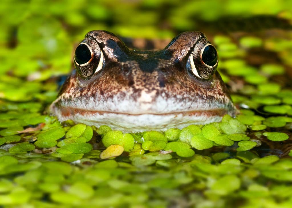 A Skin-Eating Fungal Plague Is Silently Tearing Through Wildlife Across ...