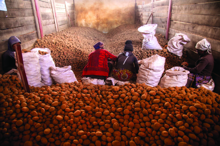 The Powerhouse Potato Driving The Export Market And Changing ...