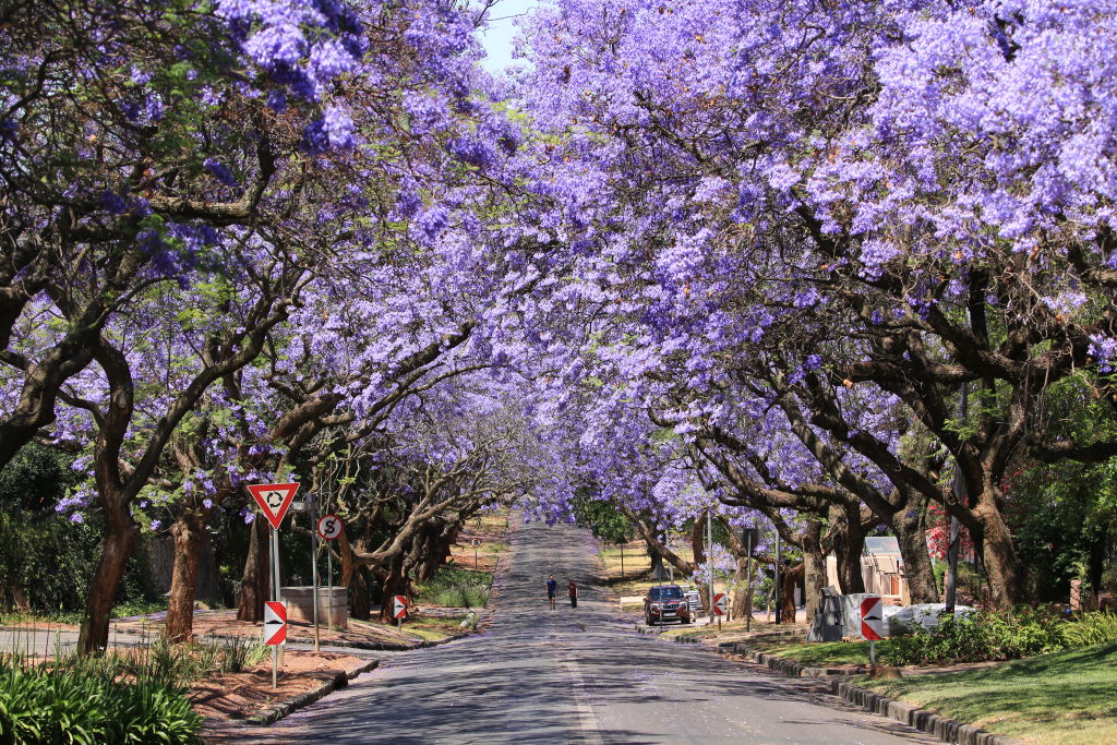‘A Little Bit of Magic’: When Jacaranda Blooms (Very Briefly) Take Over ...
