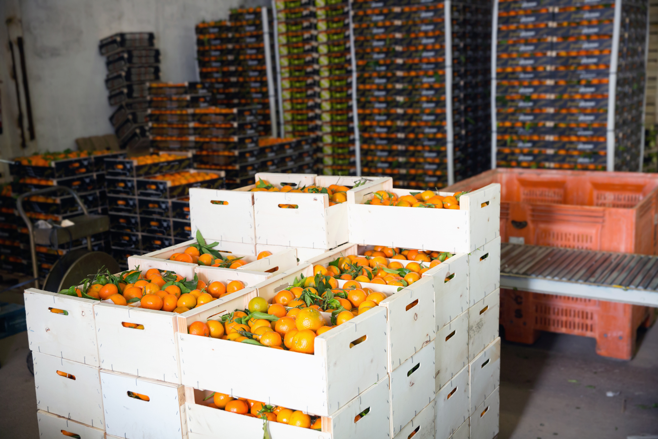Globally-Famous South African Citrus Exports Smash Records With 22% ...