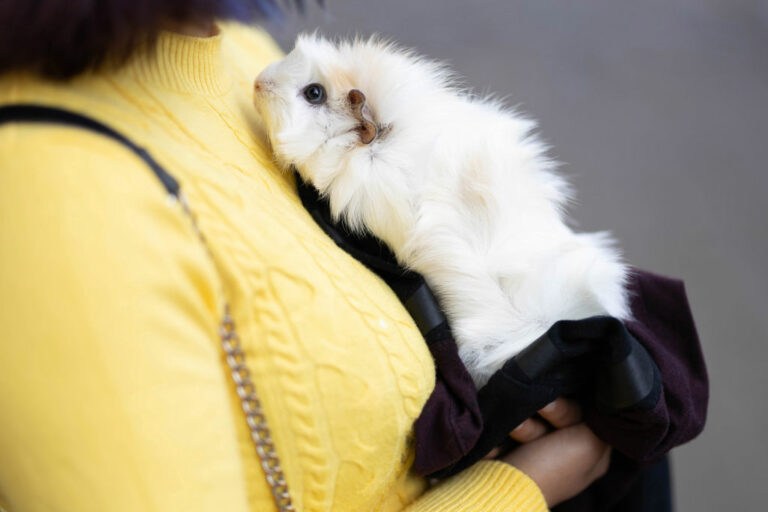 Could These Be The Robots We Actually Need? The Furry, Friendly ...